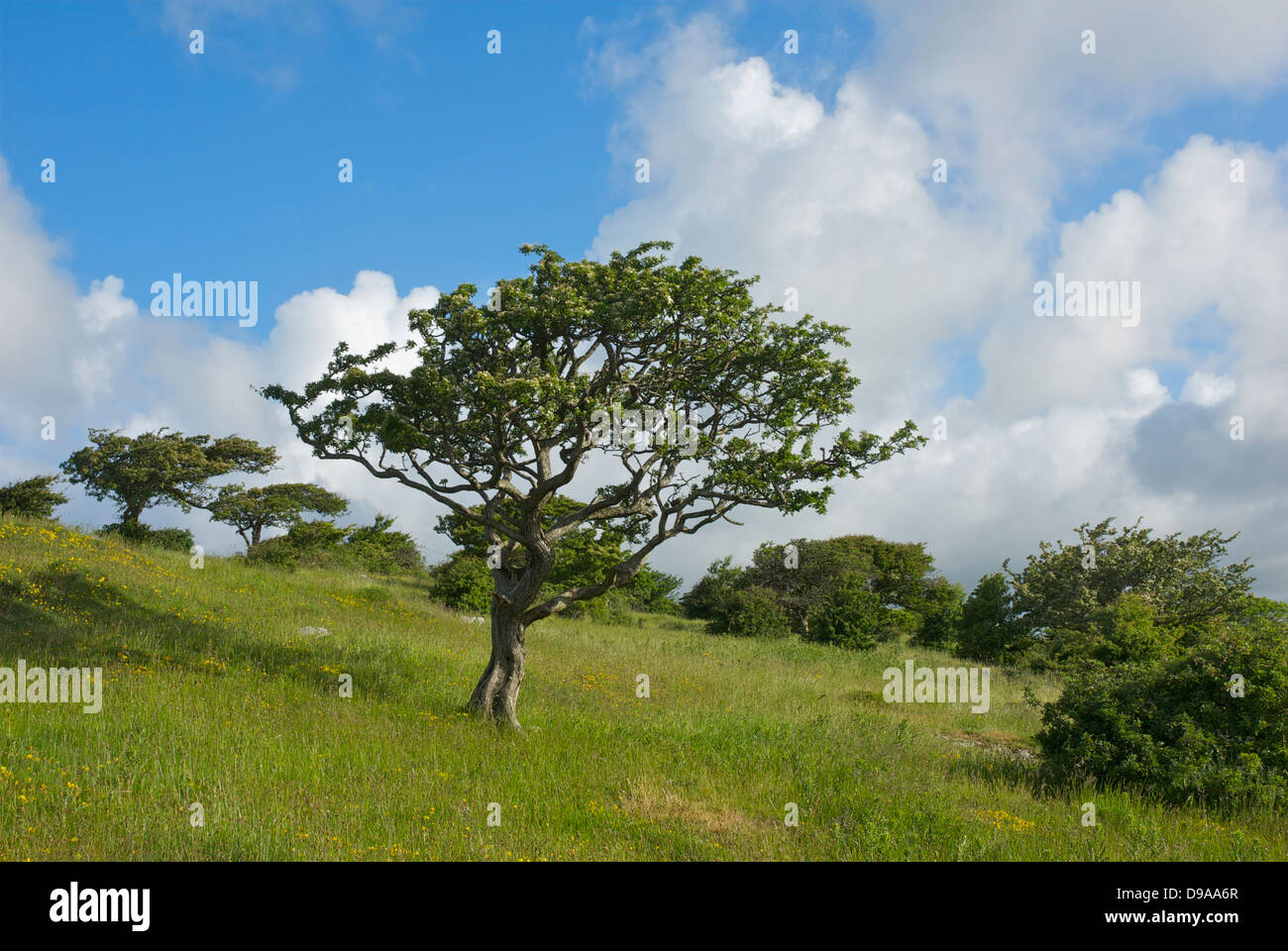 Trees on the limestone outcrop of Humphrey Head, near Grange-over-Sands ...