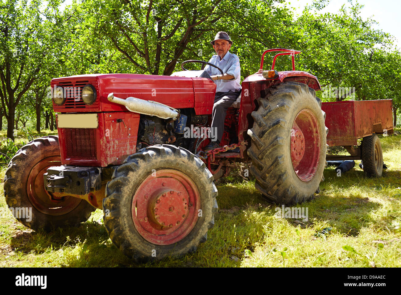 Senior farmer driving his old tractor with trailer through a plum trees ...