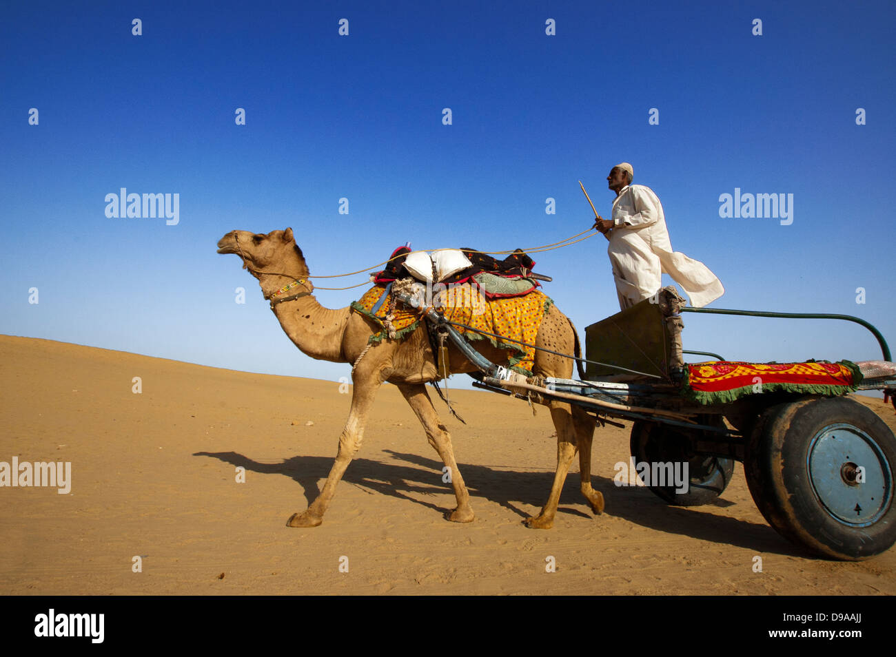 India camel safari hi-res stock photography and images - Alamy