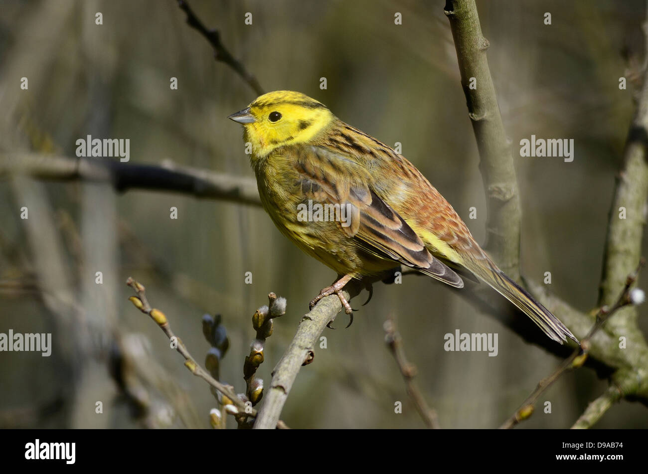 Yellowhammer close up hi-res stock photography and images - Alamy