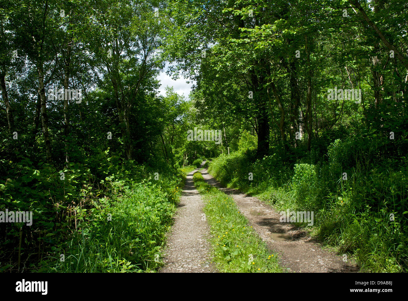 Woodland track near Witherslack, South Lakeland, Cumbria, England UK ...