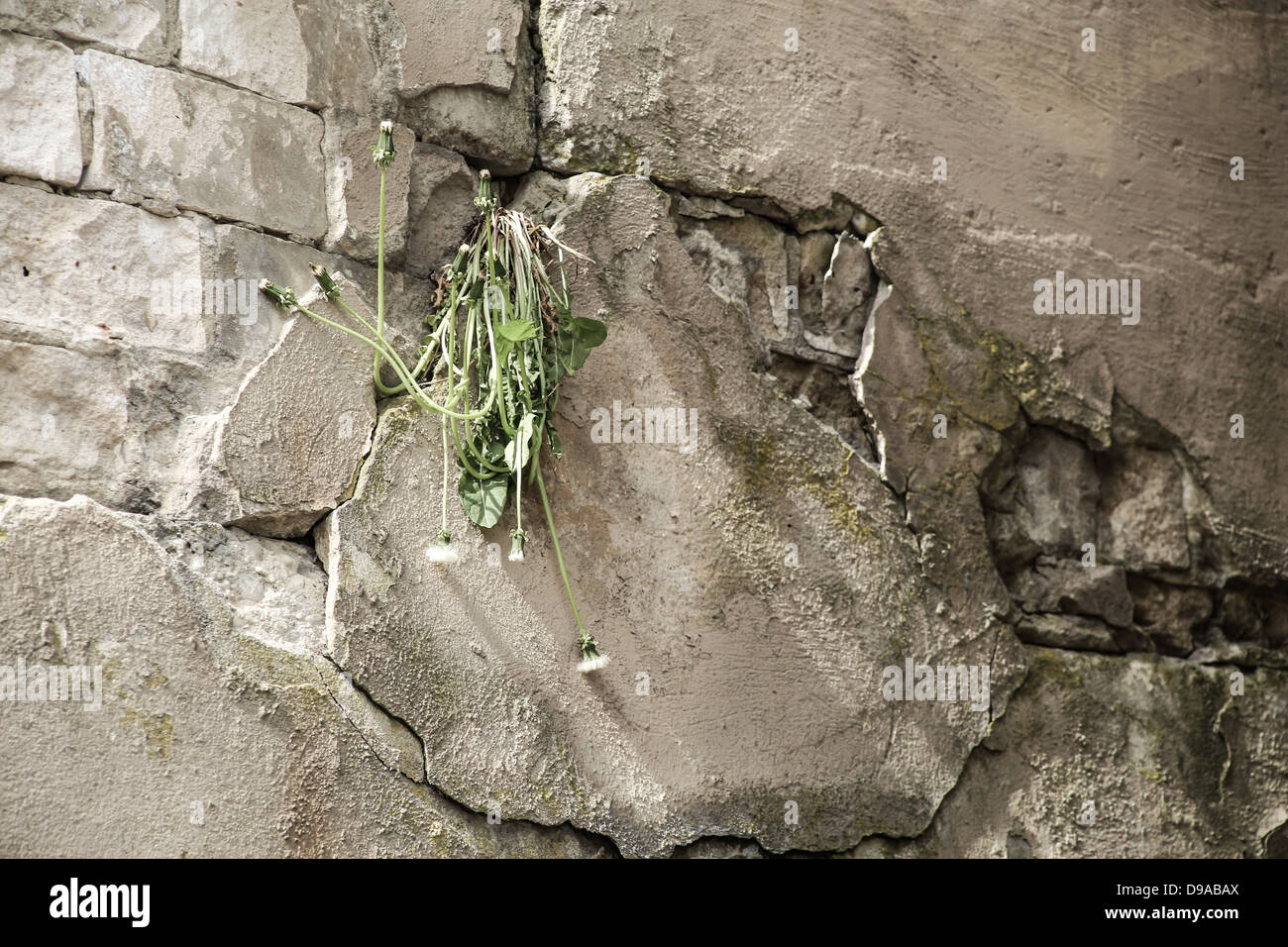 A Dandelion plant breaking through a concrete wall Stock Photo - Alamy