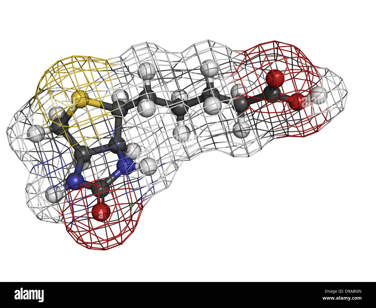 Vitamin B7 (biotin), molecular model. Atoms are represented as spheres ...