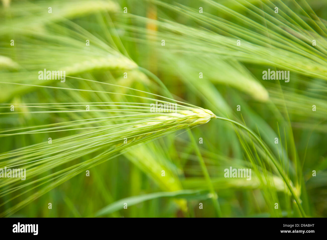 Close up of green barley Stock Photo - Alamy