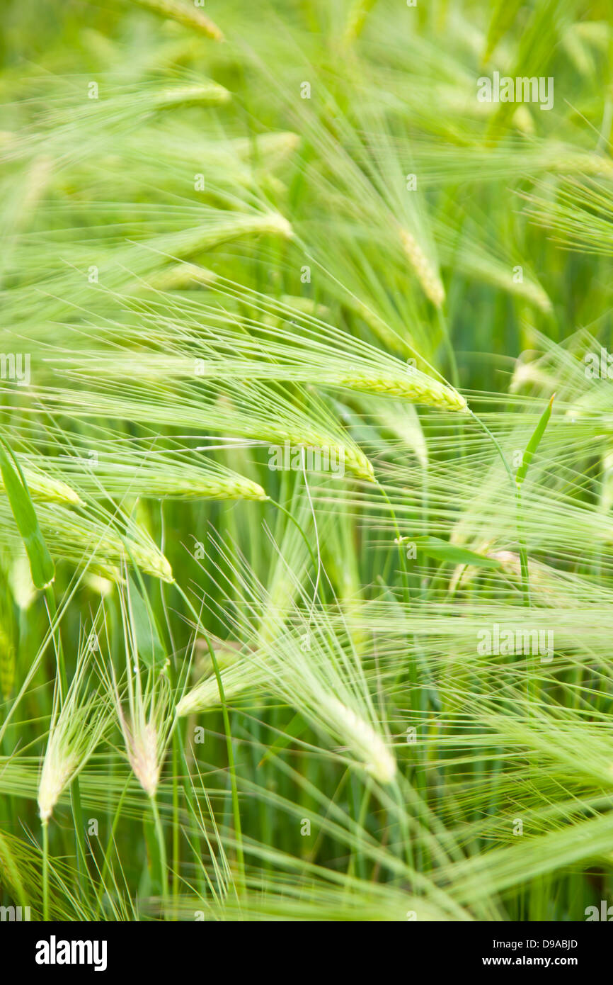 Barley detail hi-res stock photography and images - Alamy
