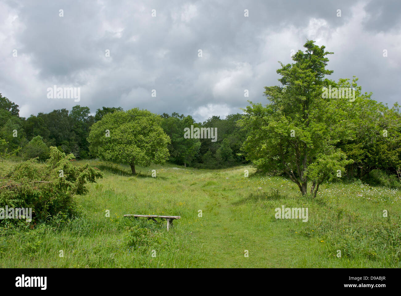 Wildflower meadow at Latterbarrow, a Cumbria Wildlife Trust nature ...