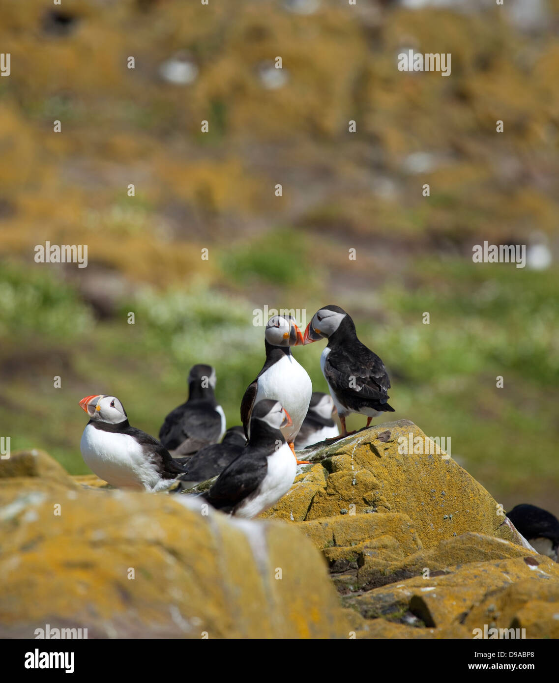 Group of puffins standing on rocks hi-res stock photography and images ...
