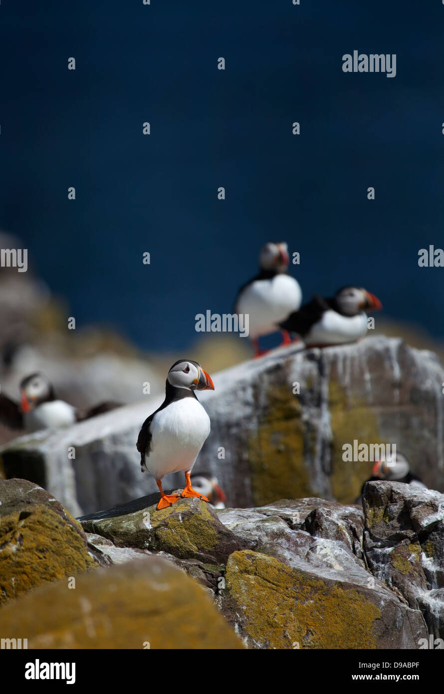 Small group of puffins standing on the rocks in the arctic Stock Photo ...