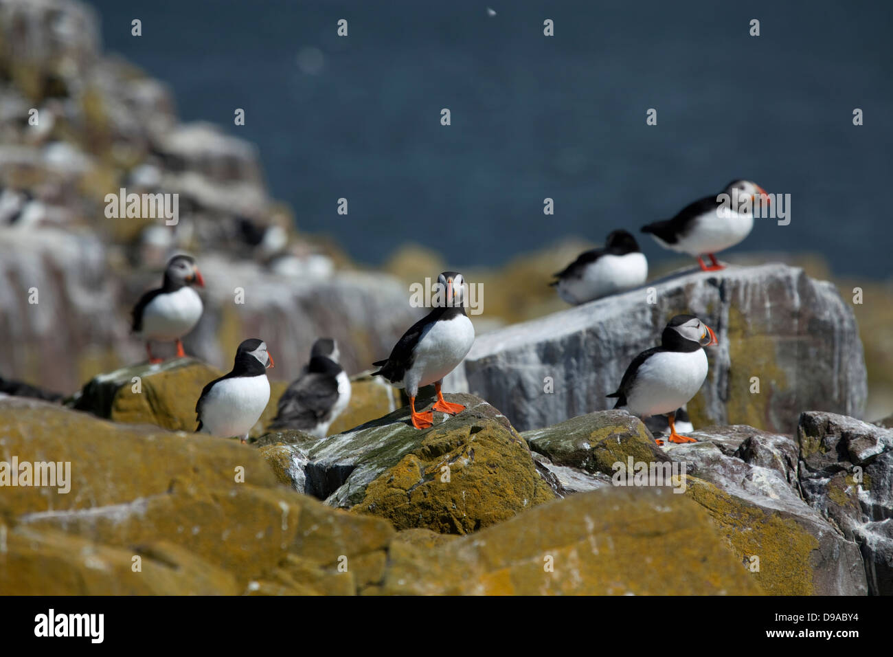 Small group of puffins standing on the rocks in the arctic Stock Photo ...