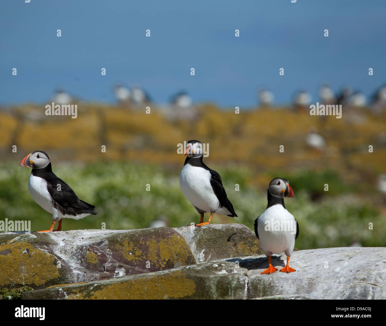 Group of puffins standing on rocks hi-res stock photography and images ...