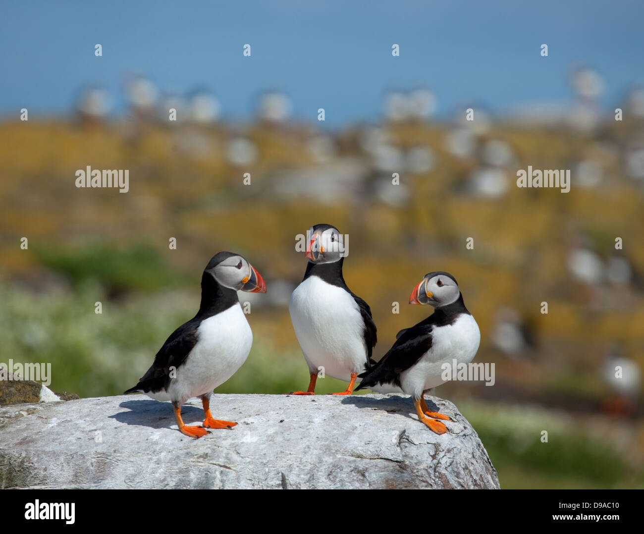 Group of puffins standing on rocks hi-res stock photography and images ...