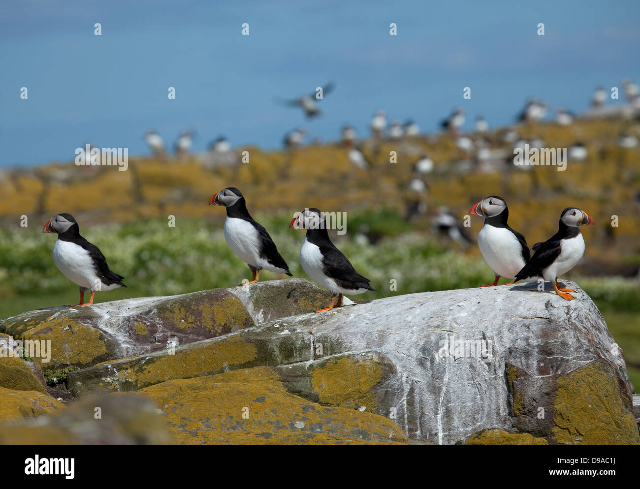 Small group of puffins standing on the rocks in the arctic Stock Photo ...