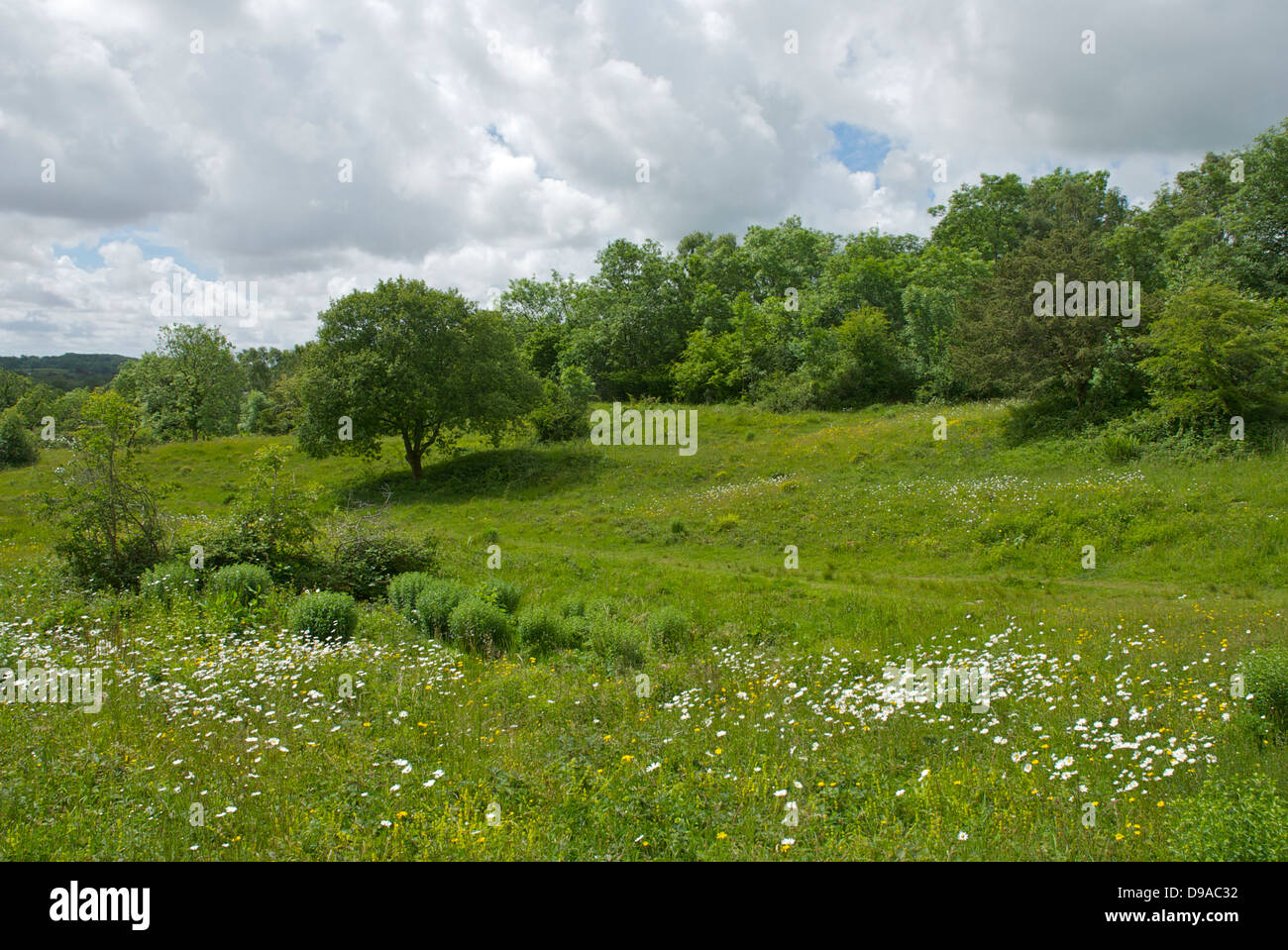 Wildflower meadow at Latterbarrow, a Cumbria Wildlife Trust nature ...