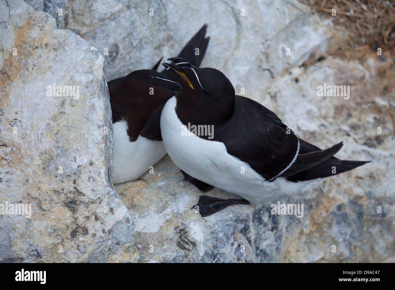 Razorbill couple on the rocks Stock Photo - Alamy