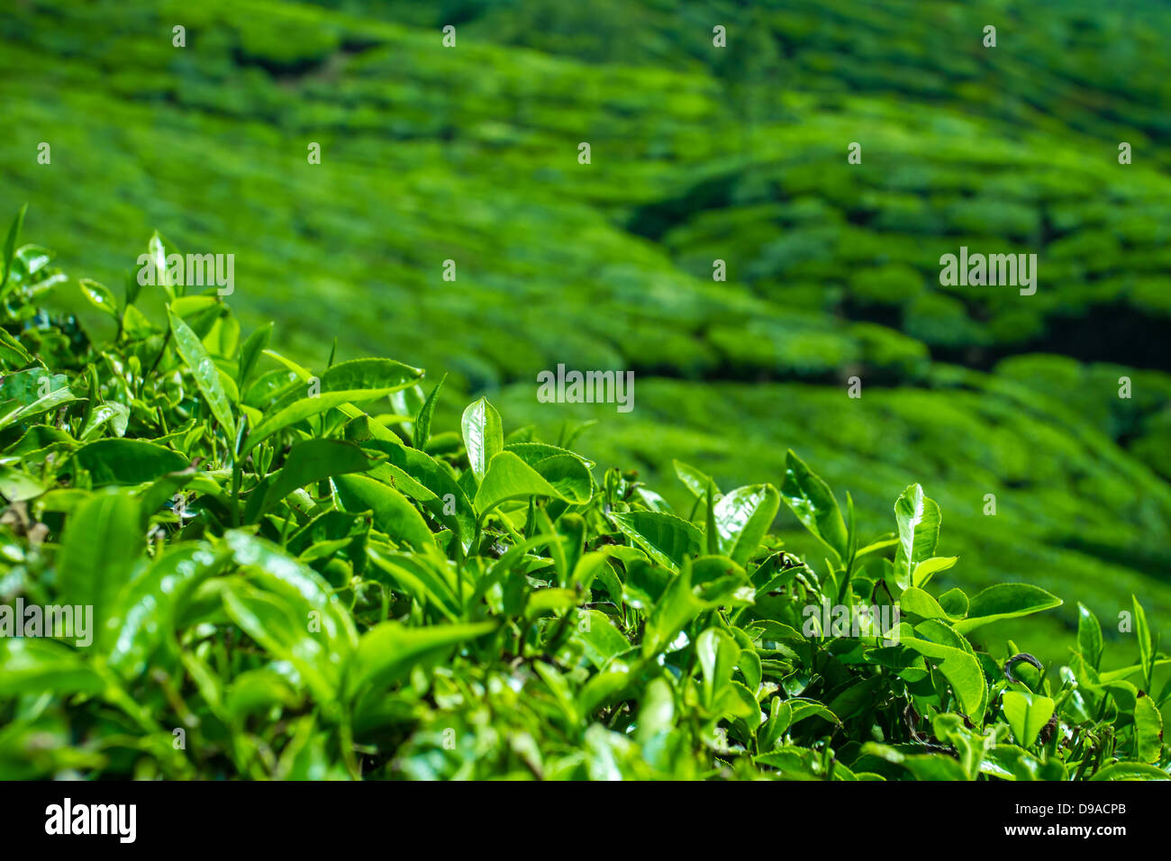 Organic tea leaves hi-res stock photography and images - Alamy