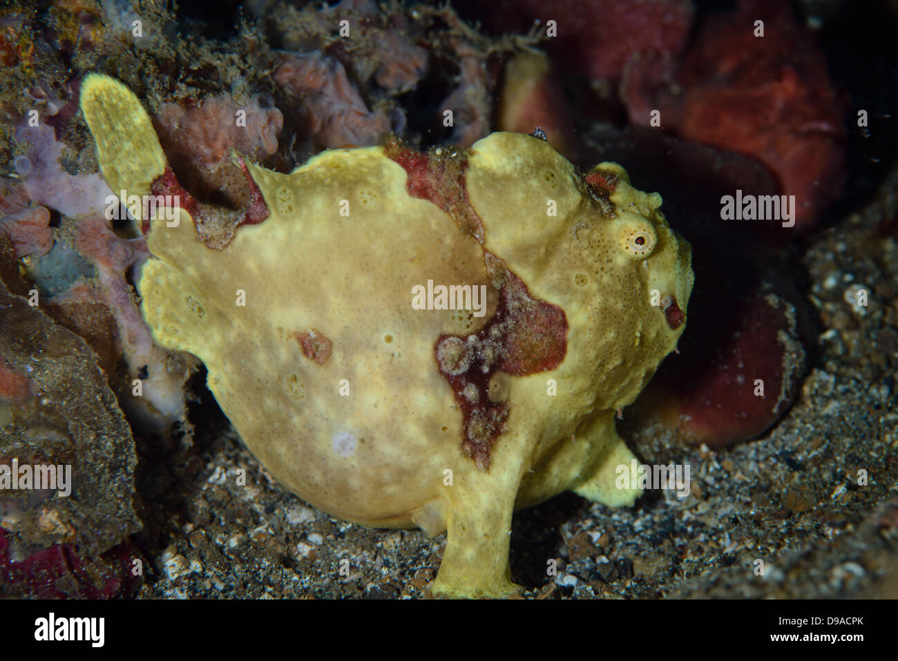 Yellow warty frogfish antennarius maculatus hi-res stock photography ...