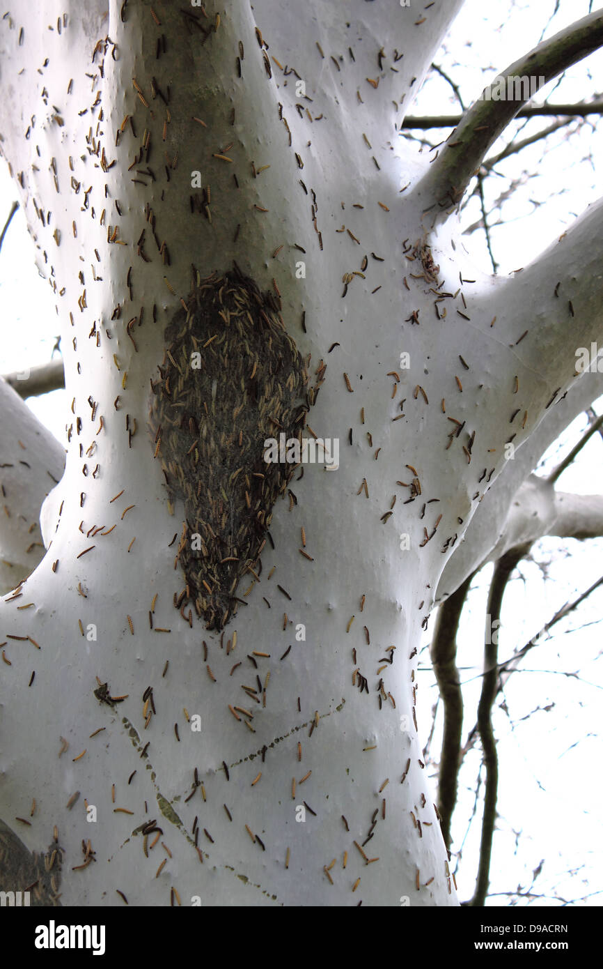 Hundred Of Caterpillars On A Tree Trunk Stock Photo - Alamy