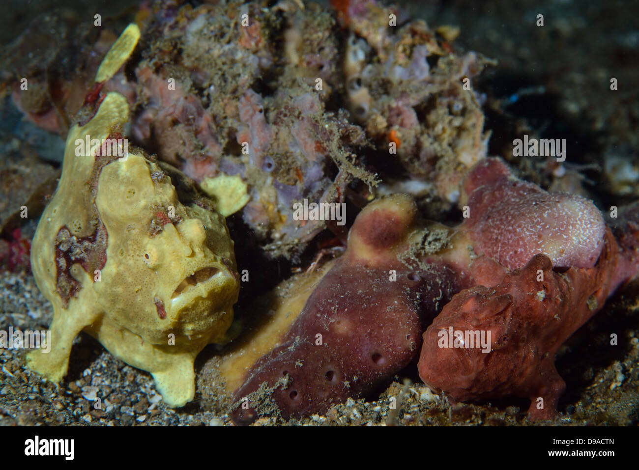 a yellow warty frogfish on left and a red warty frogfish on right. the ...