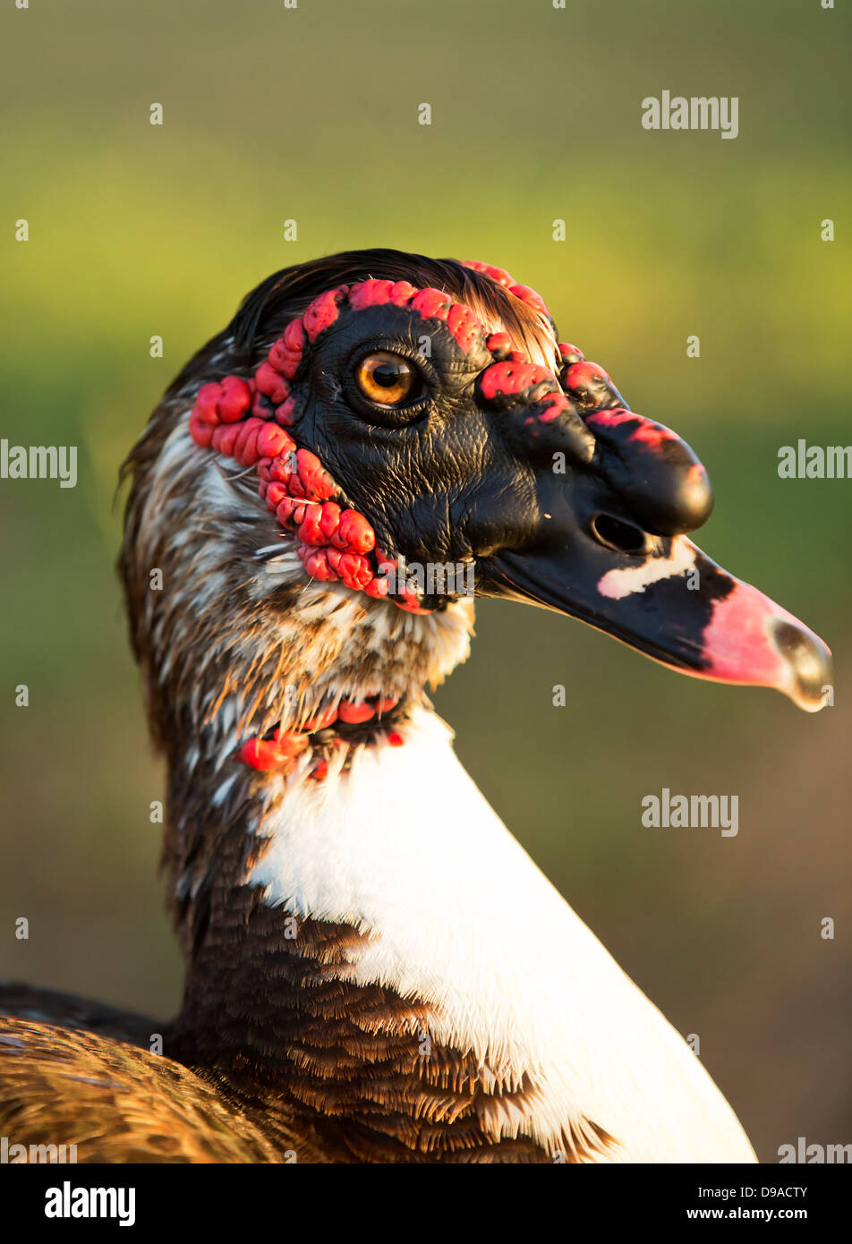 Close up of wild Muscovy Duck drake(Cairina moschata) in Texas, USA ...