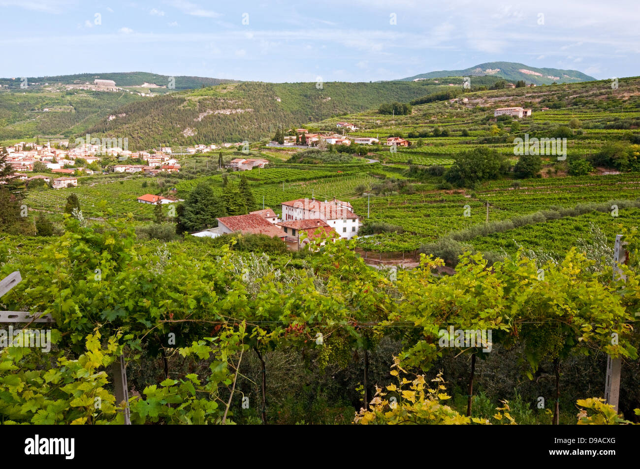 Hills, valley and grapevines, Fumane, Italy Stock Photo - Alamy