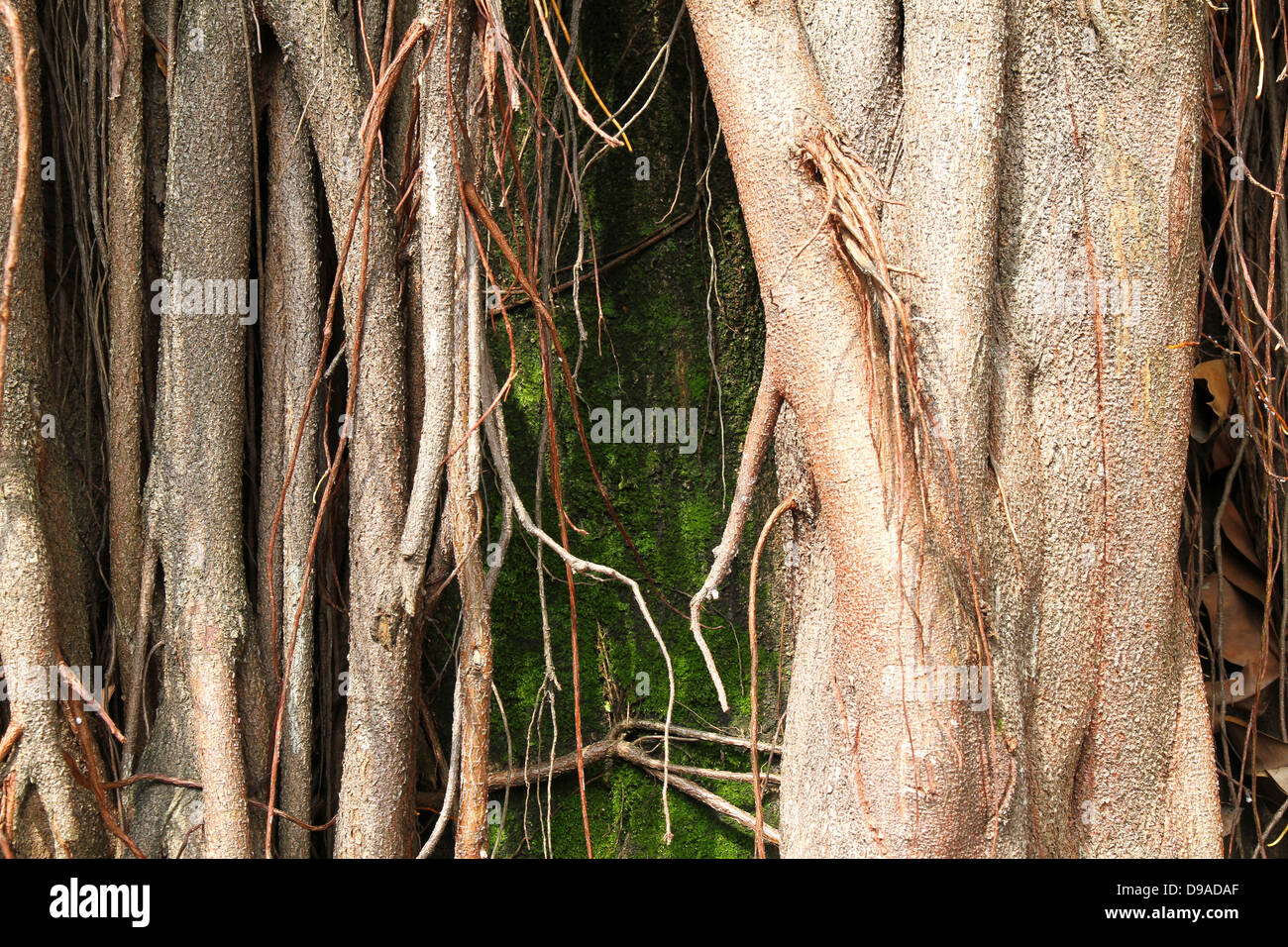 A tropical tree in Brazil Stock Photo - Alamy