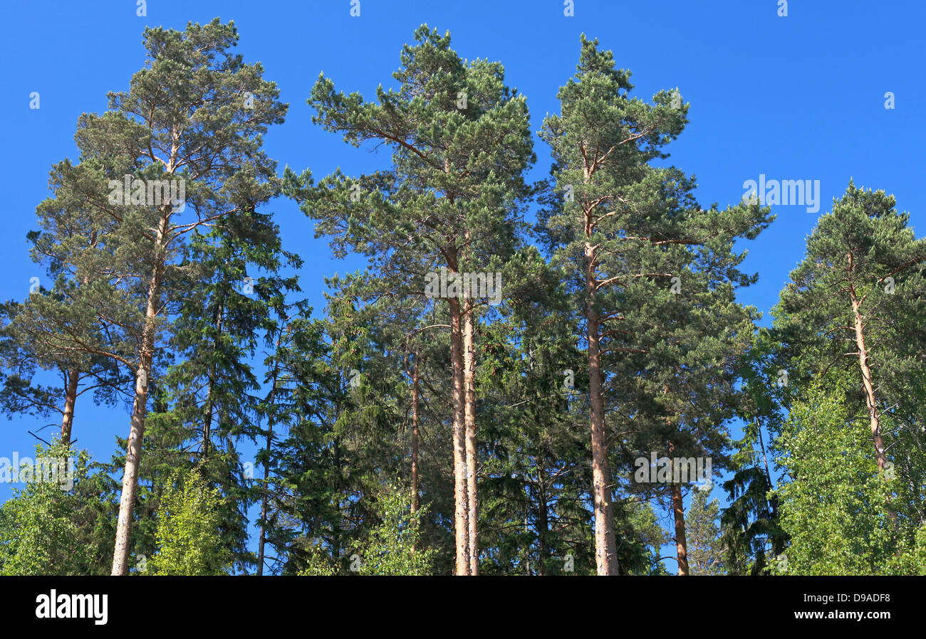 Tall trees with blue sky hi-res stock photography and images - Alamy