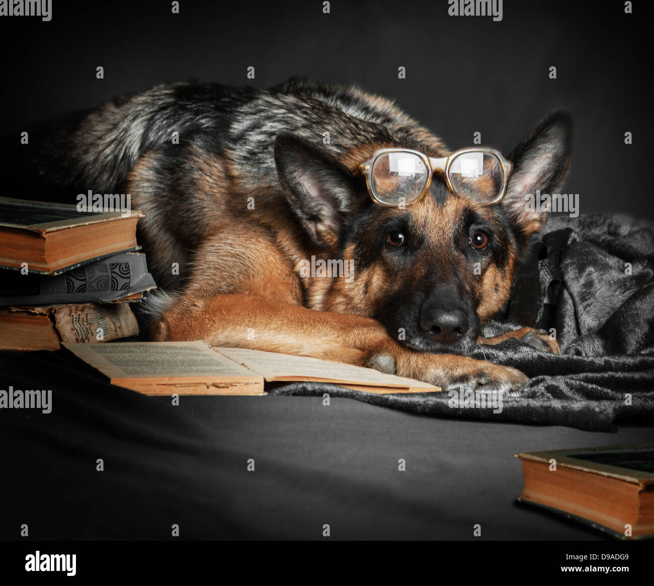 dog, German Shepherd, reading book, studying, learning, school, college ...