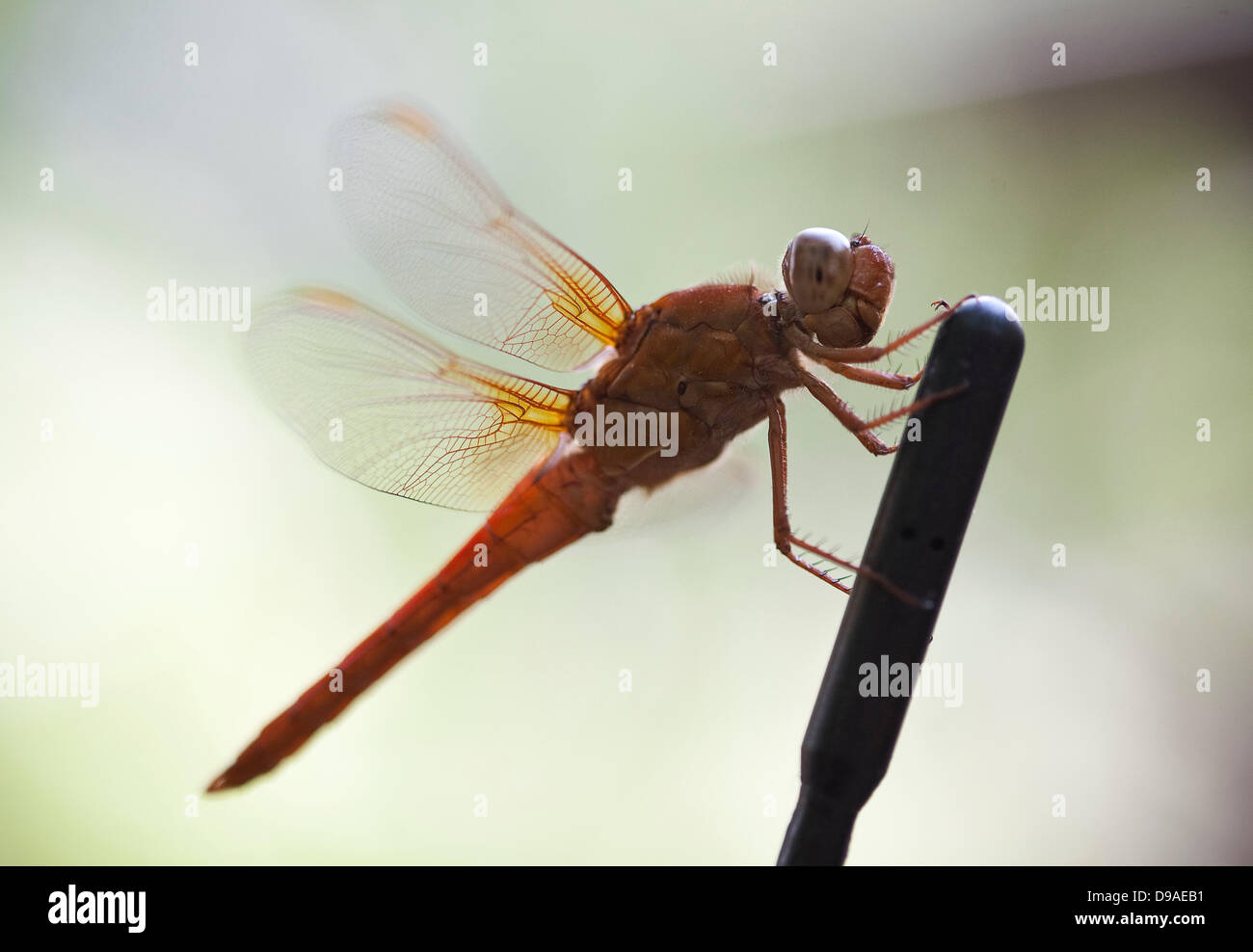 Soft bodied insects hi-res stock photography and images - Alamy