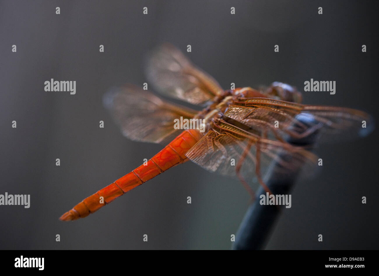 Soft bodied insects hi-res stock photography and images - Alamy
