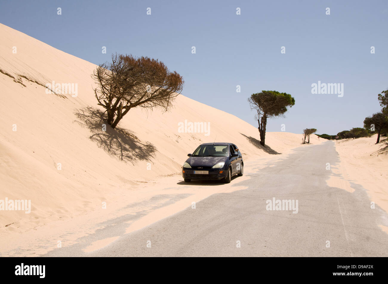Sand dunes and pine trees hi-res stock photography and images - Alamy