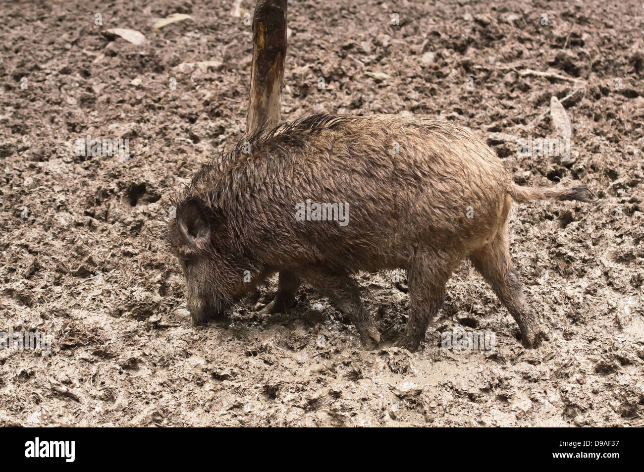 wild boar in their natural environment Stock Photo - Alamy