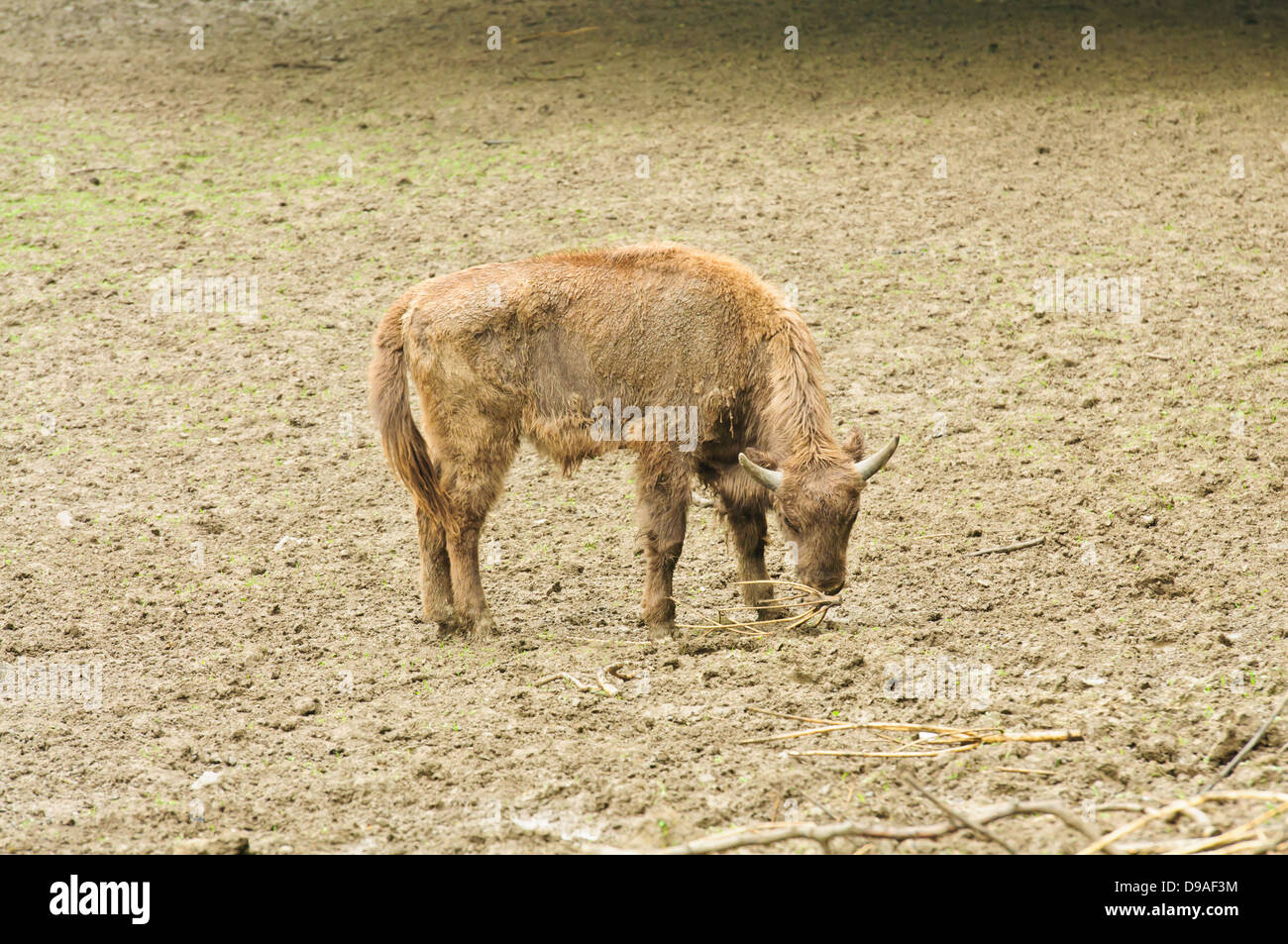 young bison in their natural habitat Stock Photo - Alamy