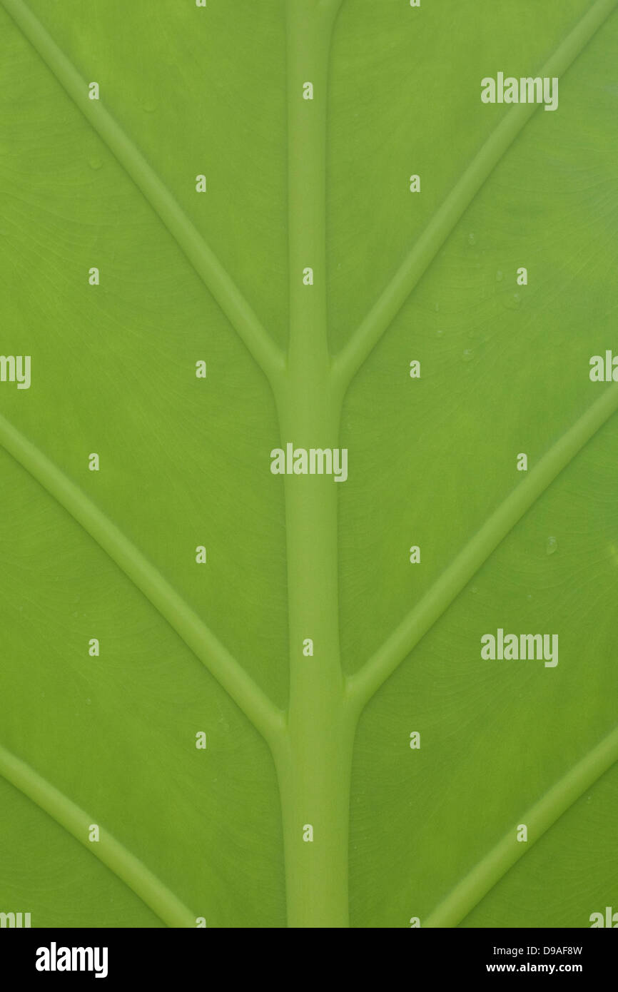 Leaf vein pattern on Colocasia esculenta. Taro plant leaf Stock Photo ...
