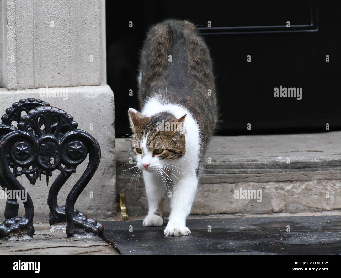 Larry the cat and chief mouser to the cabinet office hi-res stock ...