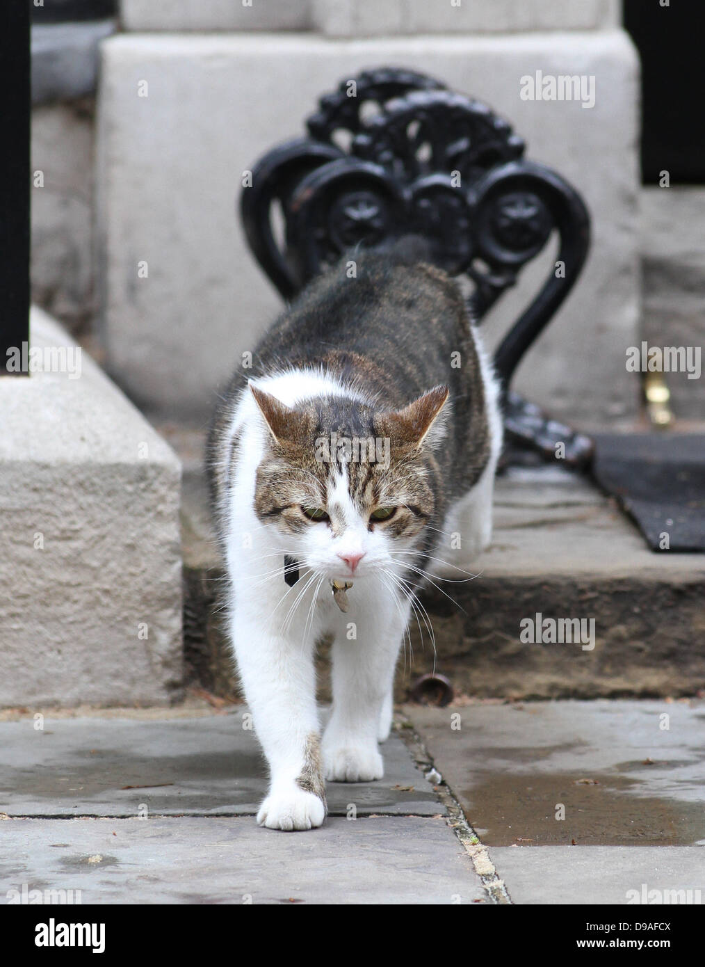 Downing street larry the cat hi-res stock photography and images - Alamy