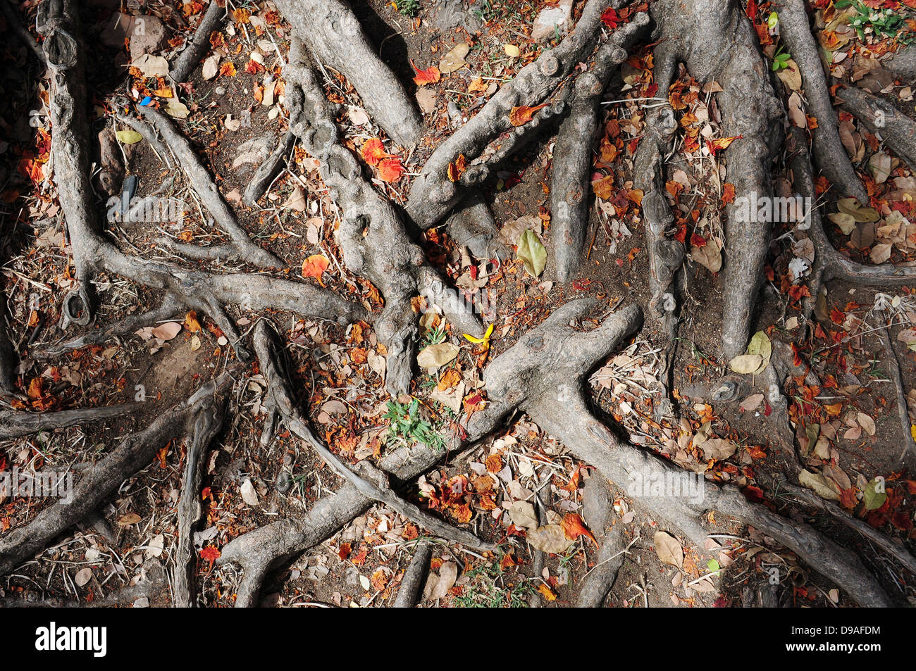 soil branch root texture leaf wood plant growing green pattern growth ...