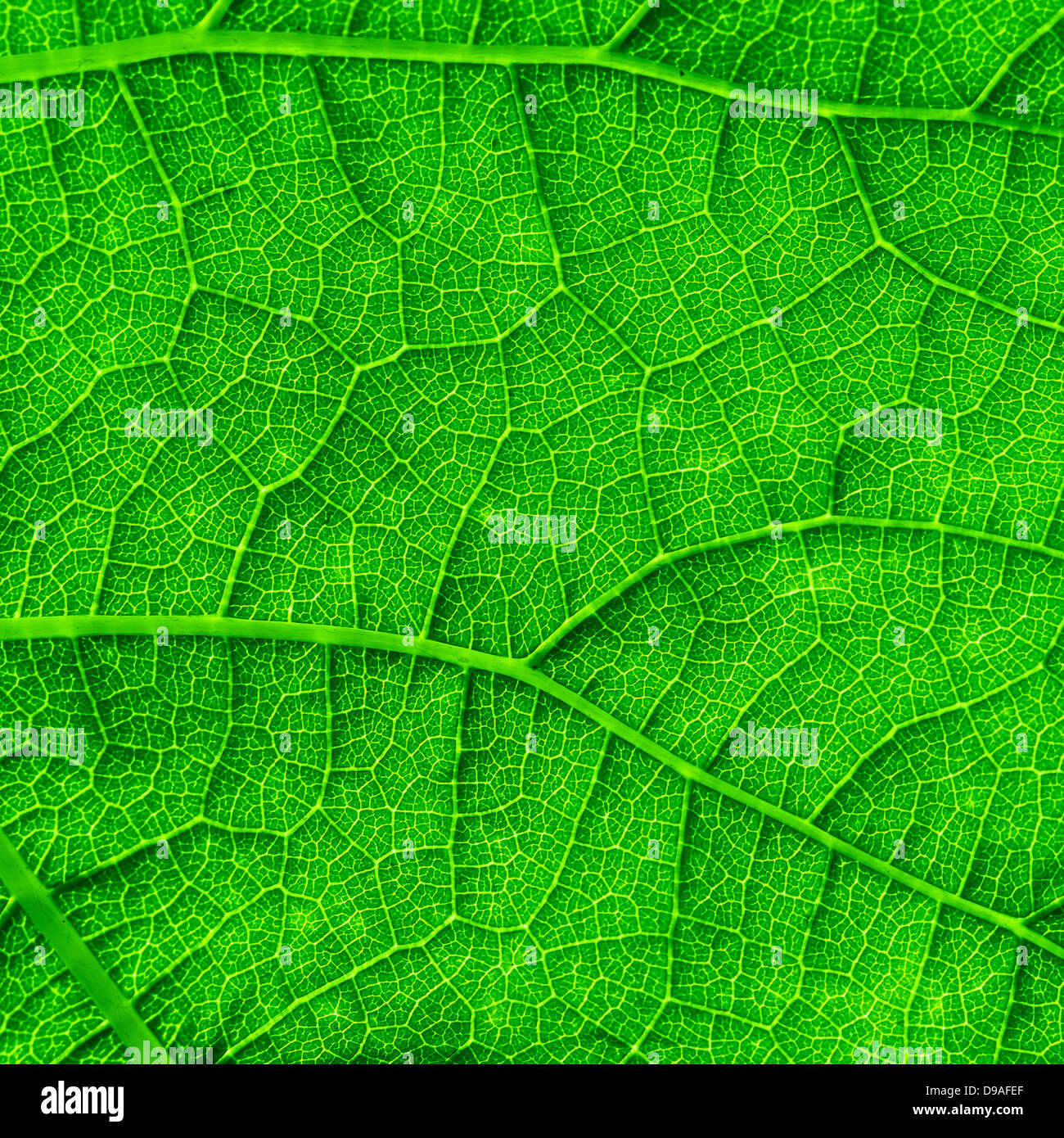 Green leaf texture close hi-res stock photography and images - Alamy