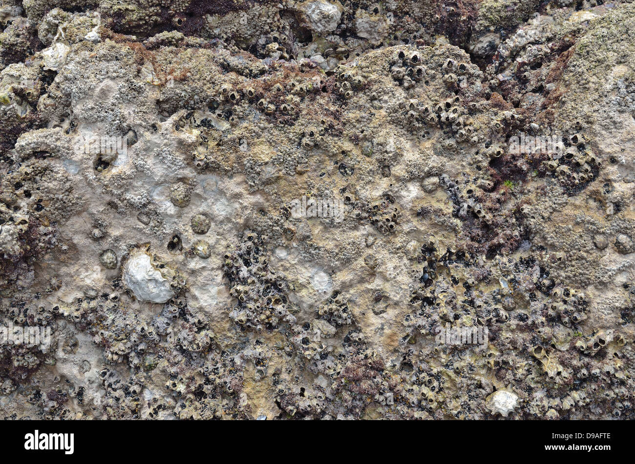 Sediments petrified on the stone surface of the sea floor Stock Photo ...