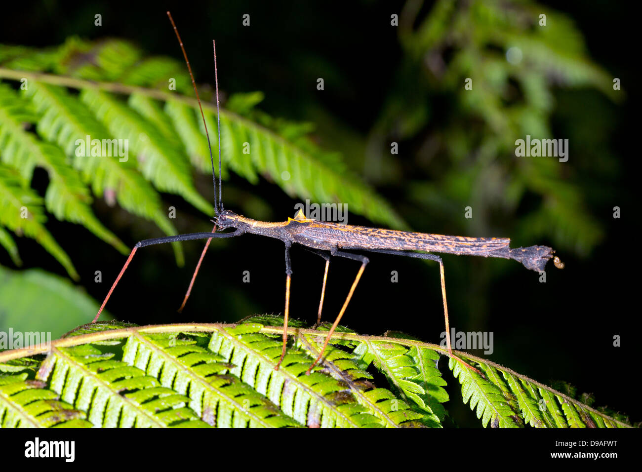 Stick insect (Pseudophasma bispinosa) on a fern leaf in the rainforest ...