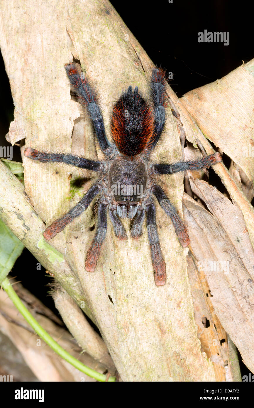 Ecuadorian Blue Tarantula