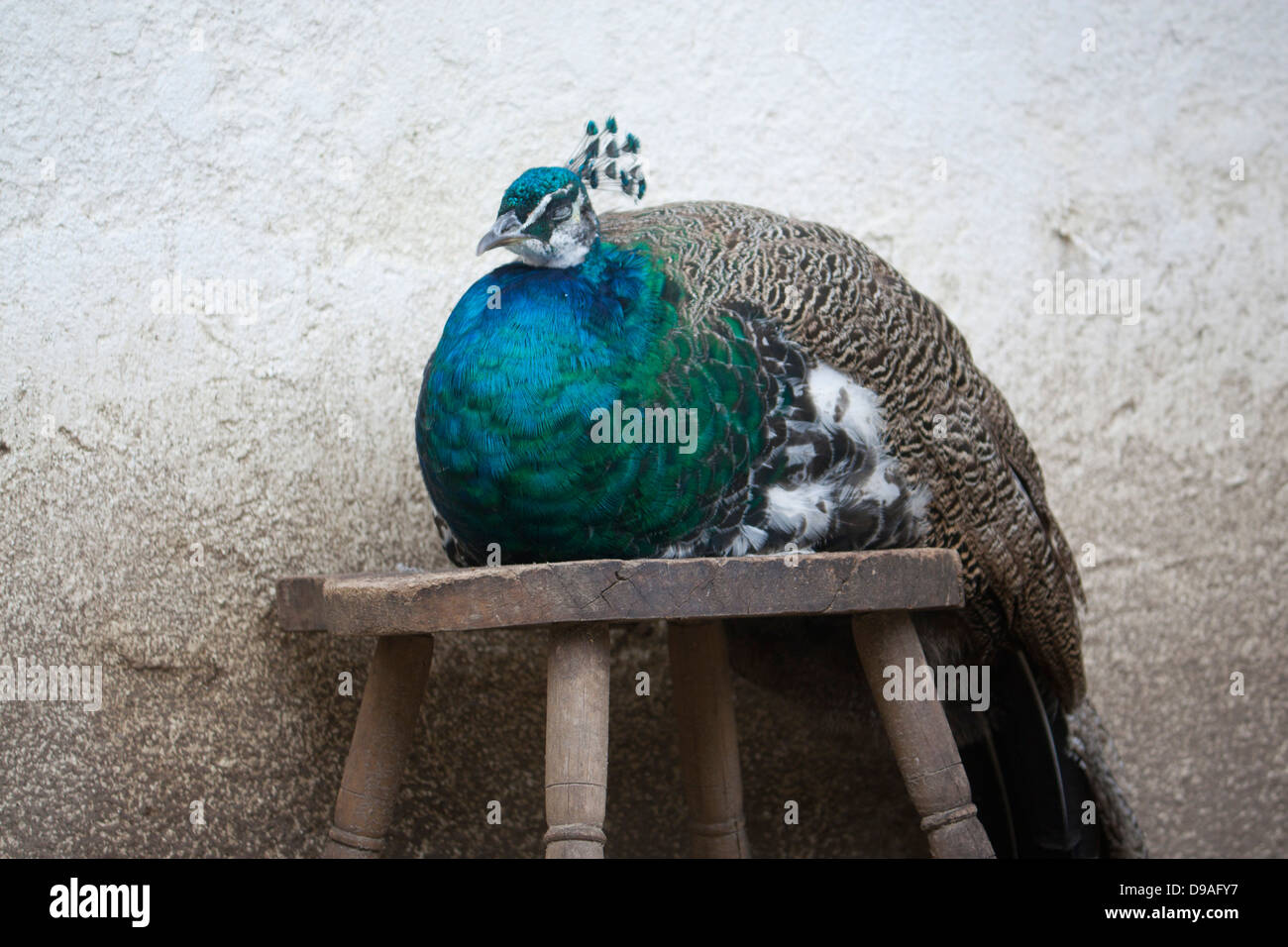 The Peacock Throne High Resolution Stock Photography and Images - Alamy
