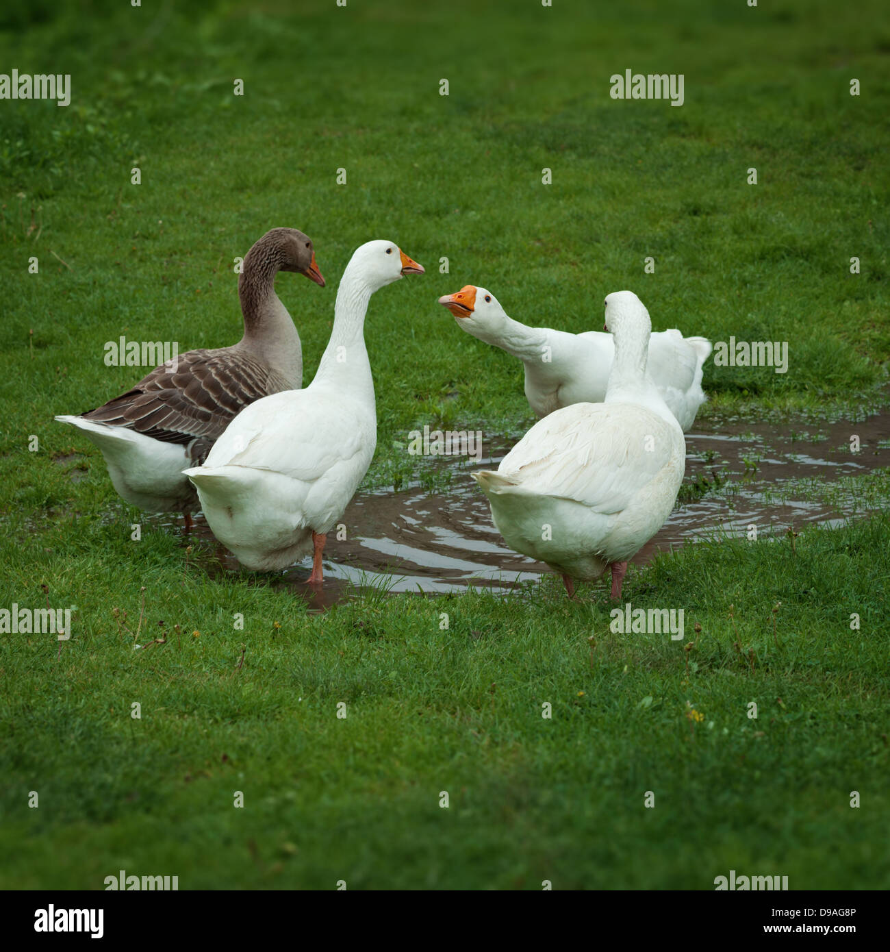 Group of domestic geese drinking water from puddle Stock Photo - Alamy