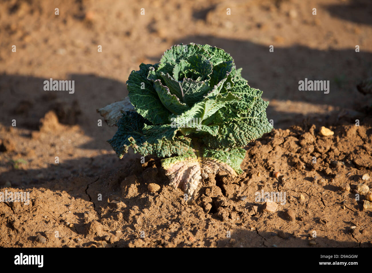 Cabbage Growing in Field Stock Photo - Alamy