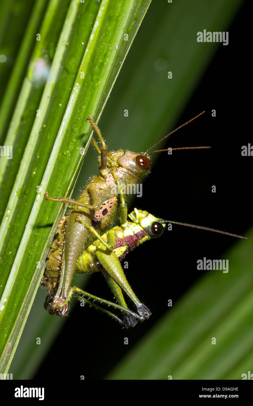 Grasshoppers mating in rainforest, ecuador Stock Photo - Alamy