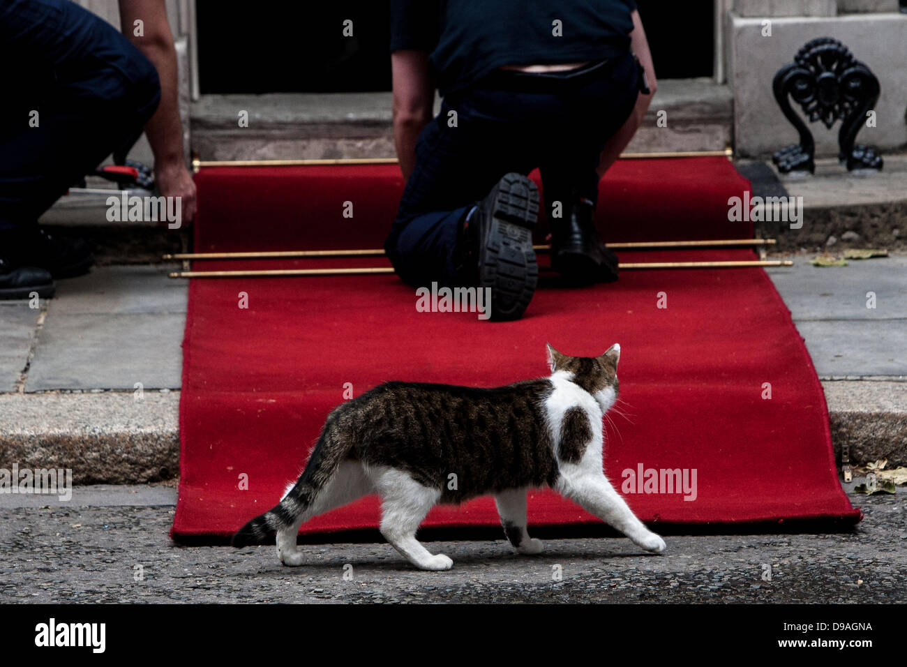 16/06/2013 , London, United Kingdom, PM David Cameron's cat Larry ...