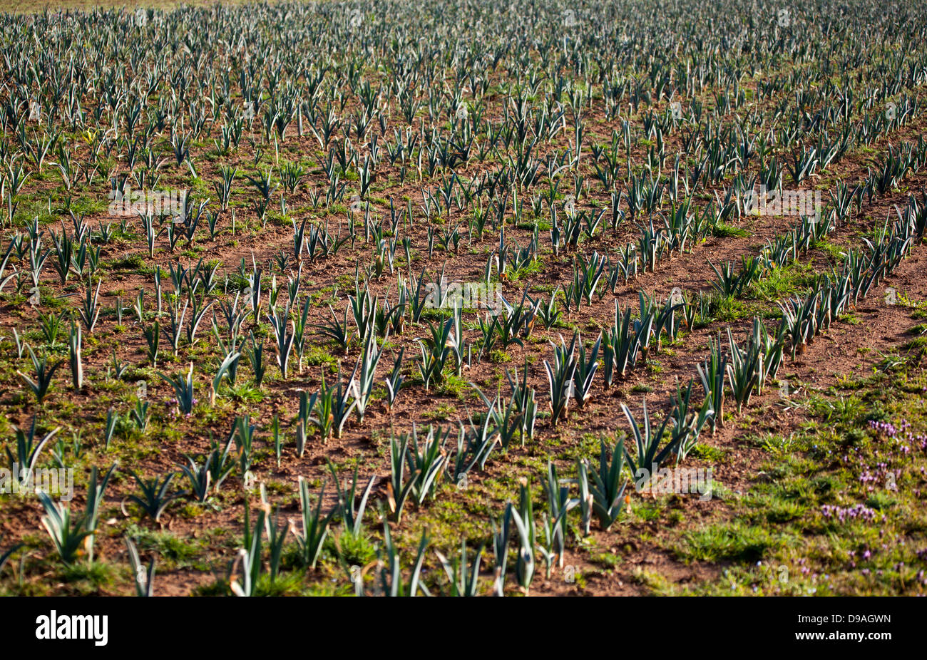 Growing leeks hi-res stock photography and images - Alamy