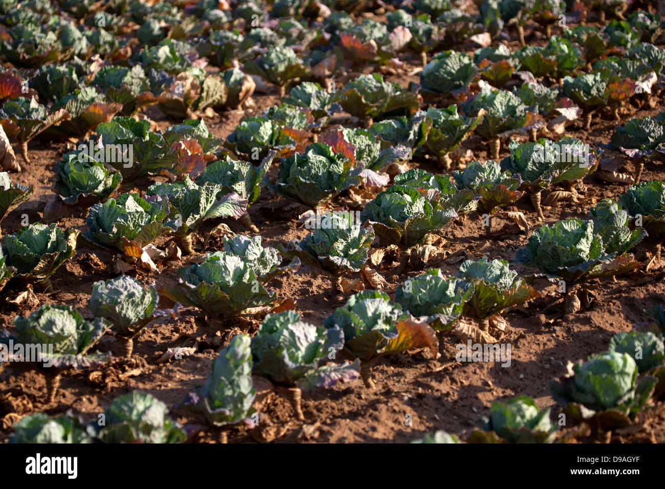 Cabbage Growing in Field Stock Photo - Alamy