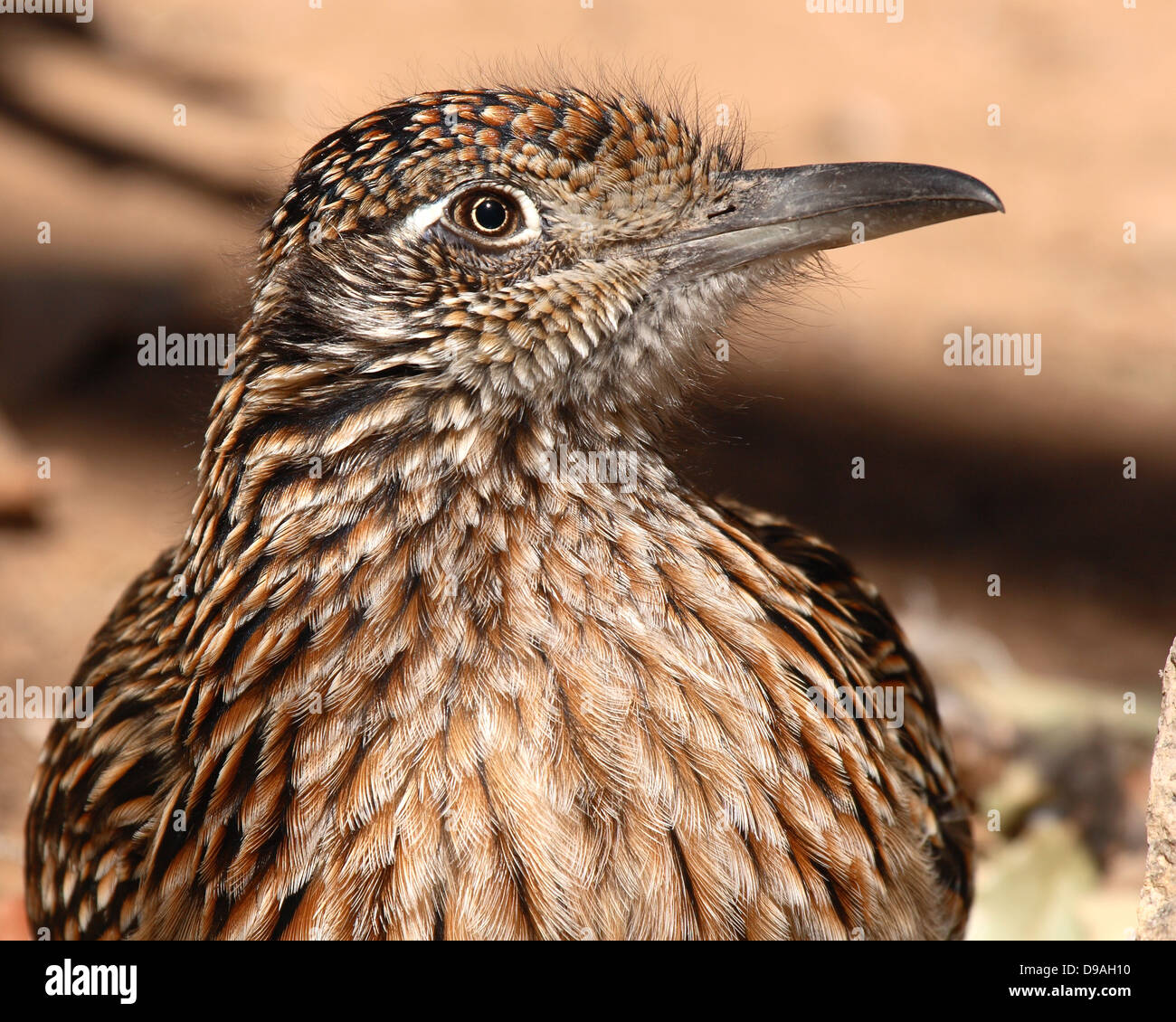 Greater roadrunner mexico hi-res stock photography and images - Alamy