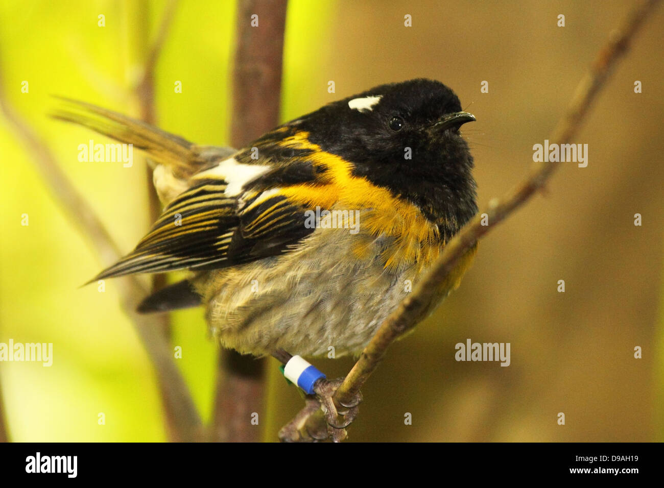 Hihi bird hi-res stock photography and images - Alamy