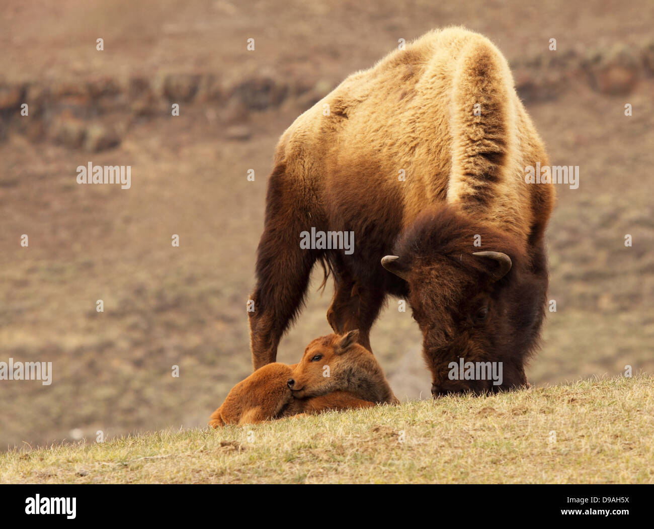 American Bison feeding over calf Stock Photo - Alamy